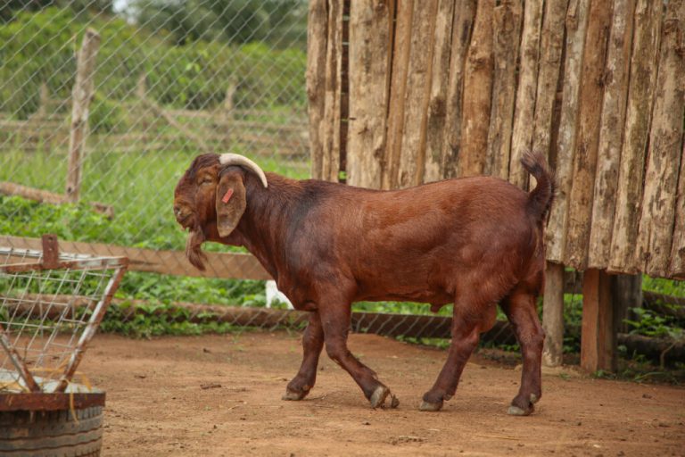 Kalahari Red Goats: The Resilient Meat Producers Perfect for West ...