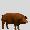 Duroc Pigs – Farming in Africa