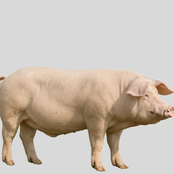 Livestock Breeds – Farming in Africa