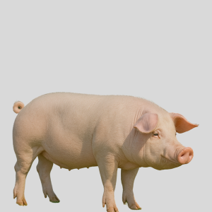 Large White Pigs – Farming in Africa