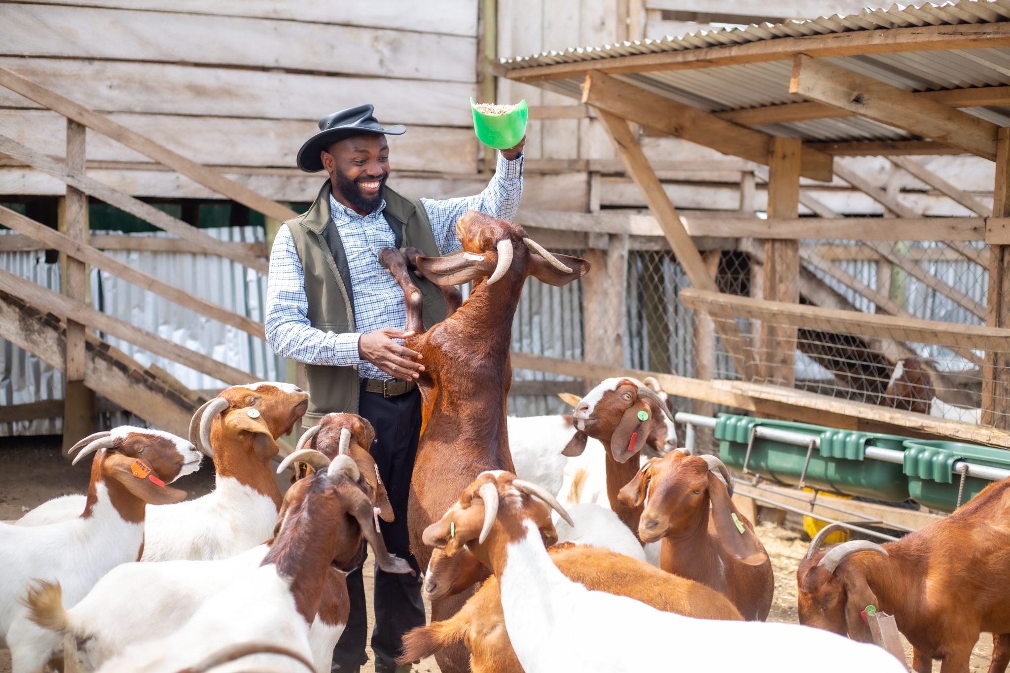 From Feed to Fork: Building a Sustainable Livestock Value Chain in ...