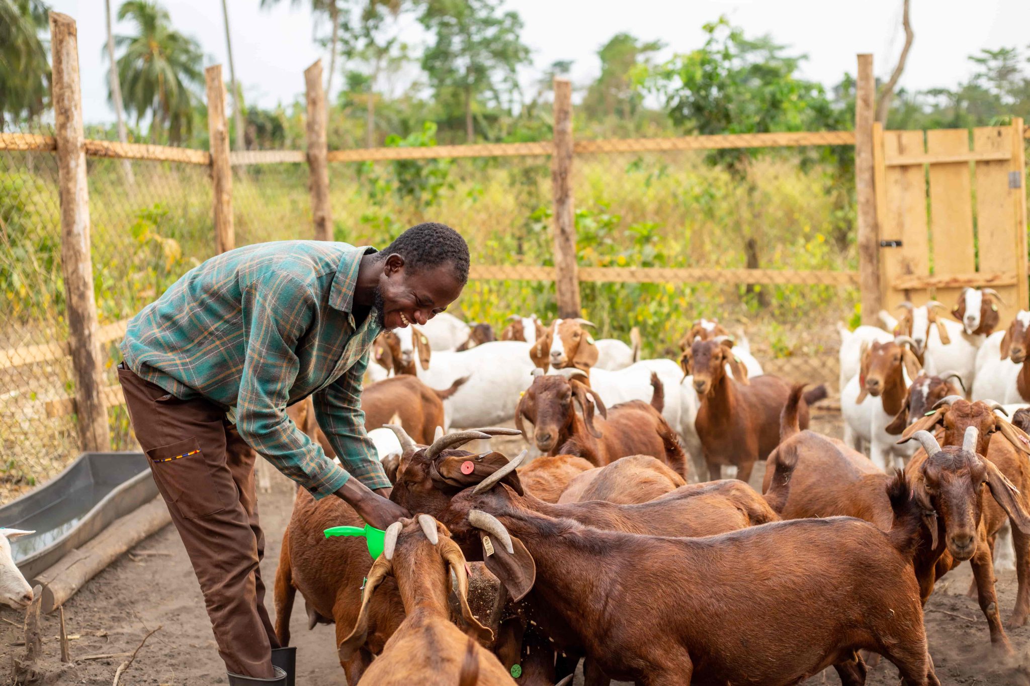 Die belangrikheid van 'n gebalanseerde dieet in veevoeding: Insigte van ...